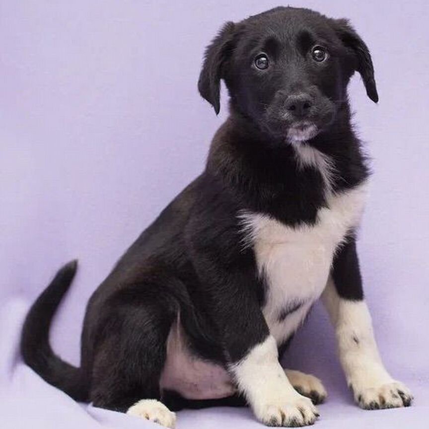 Щенок в добрые руки