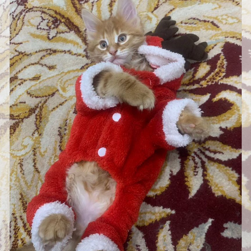 Котенок мейн-кун