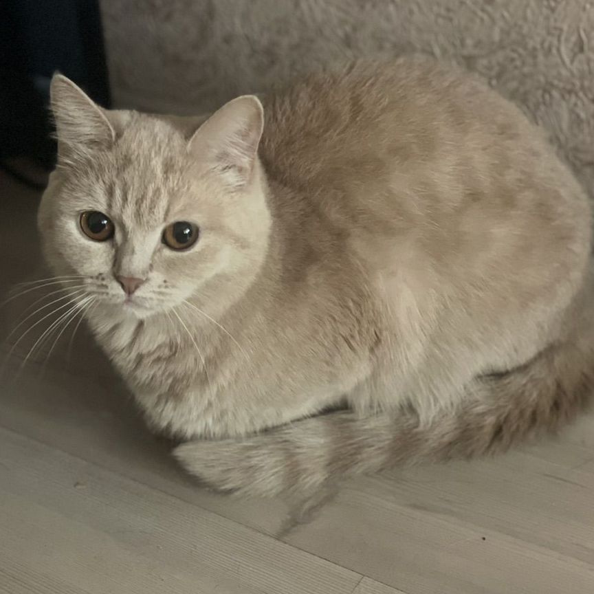 Взрослая, кошка в добрые руки