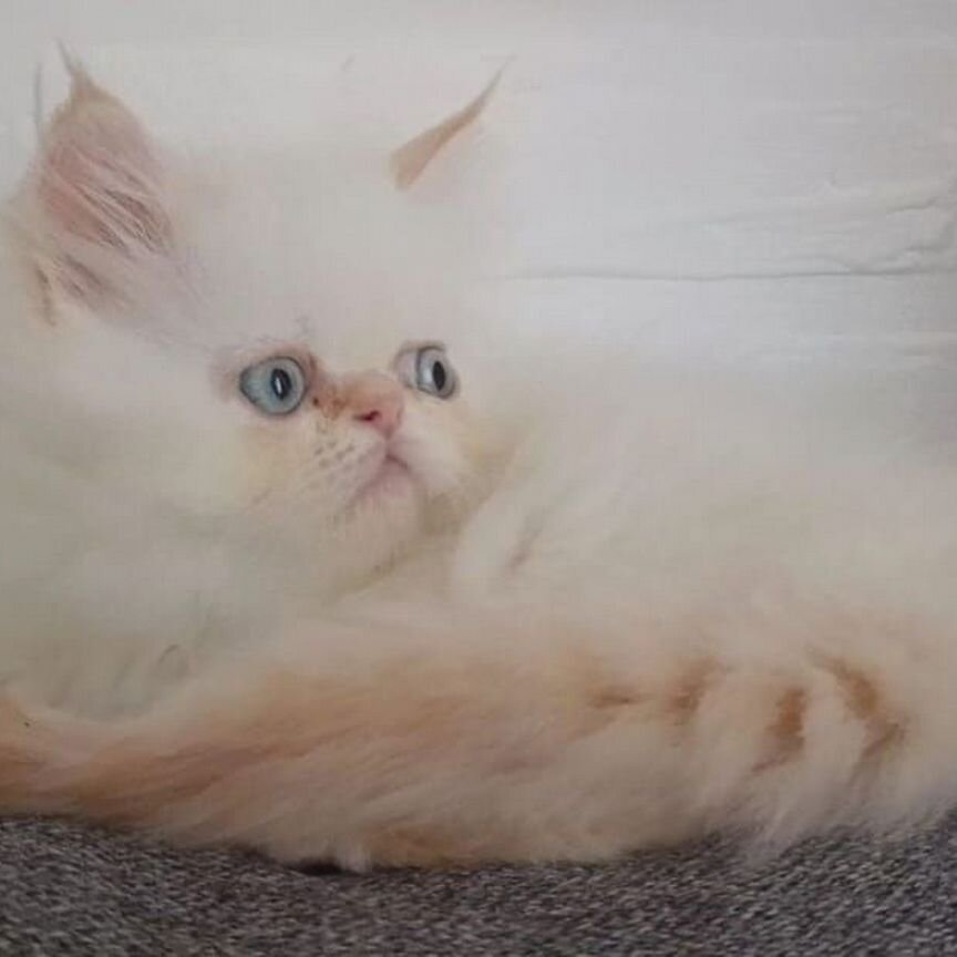 Персидские котята