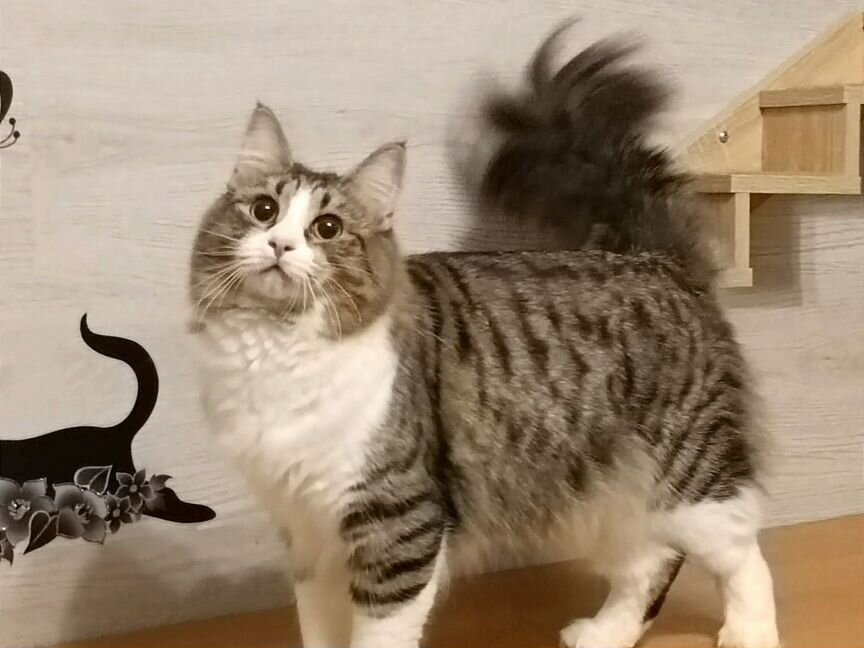 Яшин хвост и другая красота