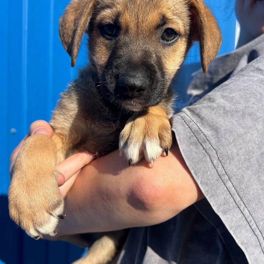 Чейс щенок ищет дом