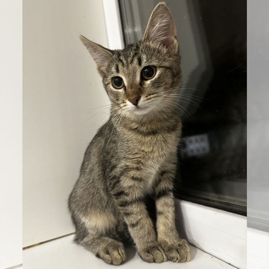 Котёнок в добрые руки