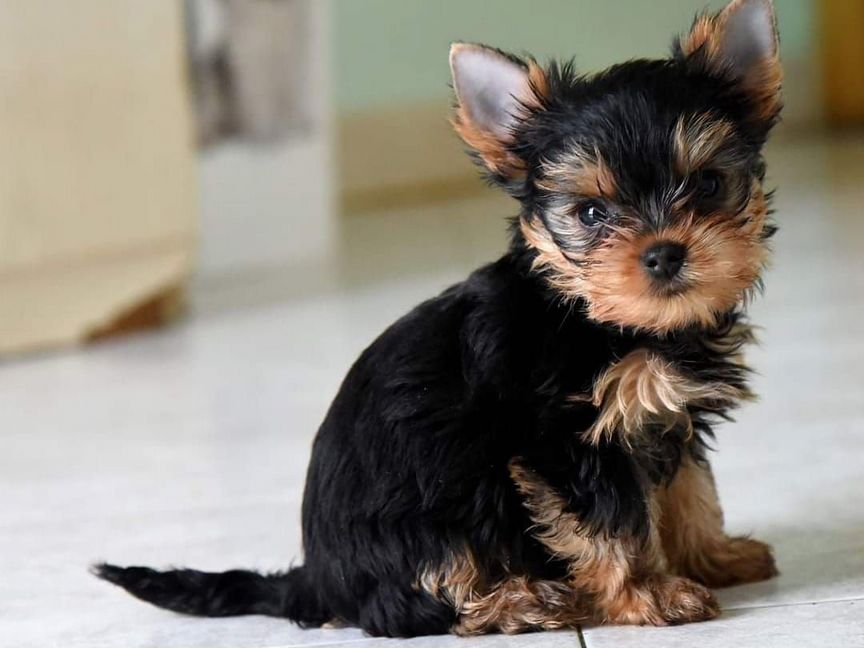 Бейбифейс Йорики