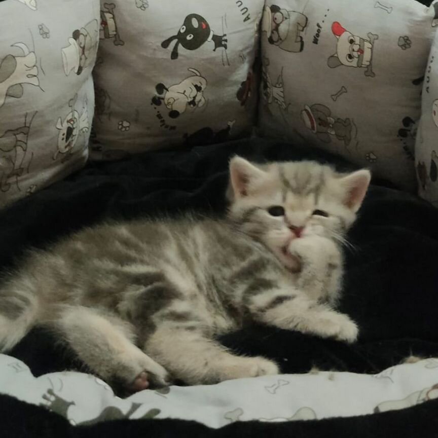 Шотландские котята