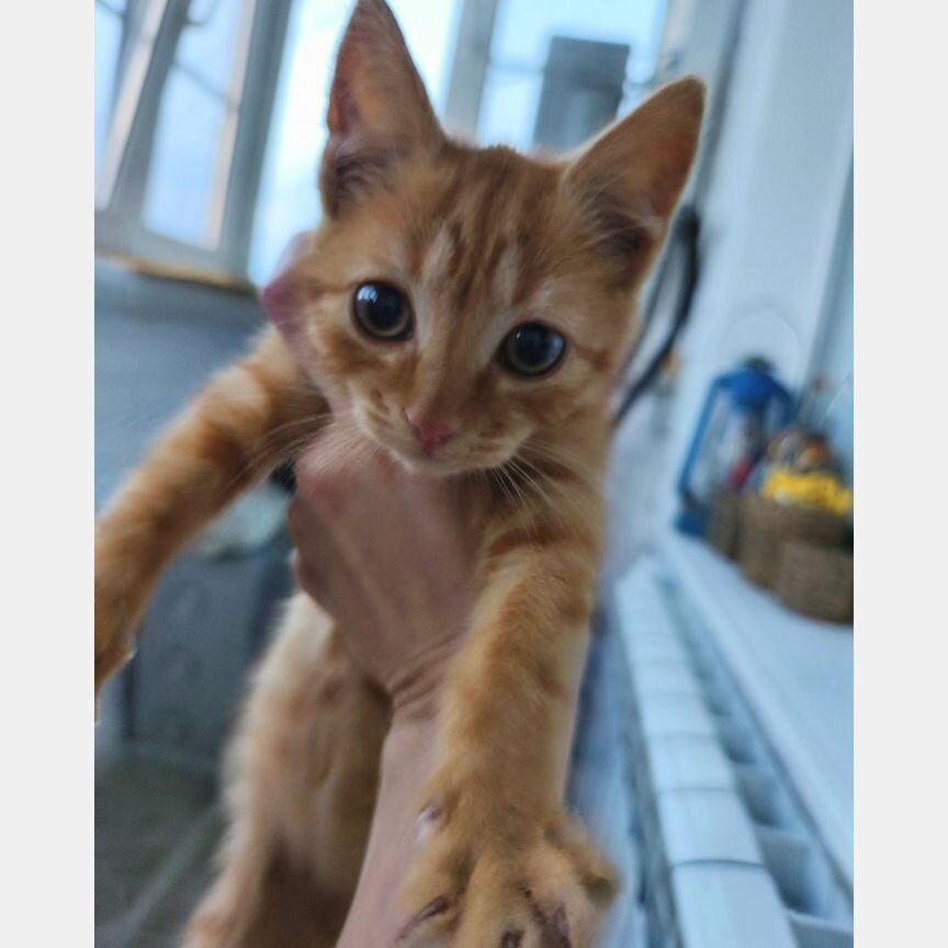 Котенок