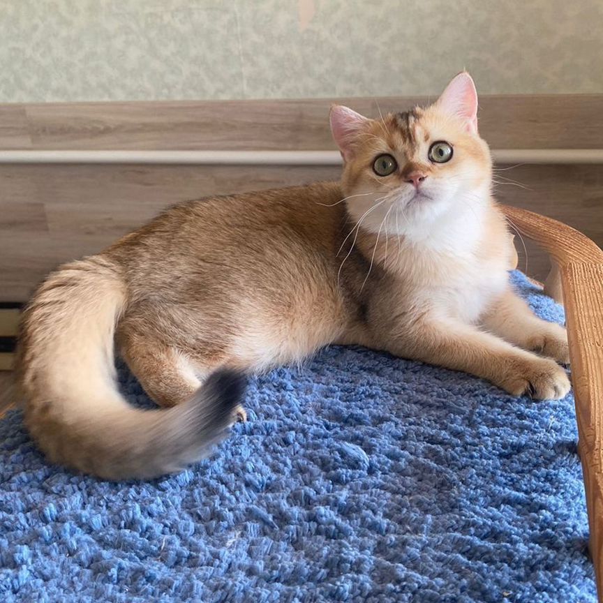 Продаются золотые британские котята