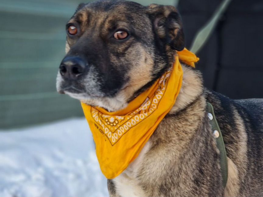 Пес Добби нуждается в доме