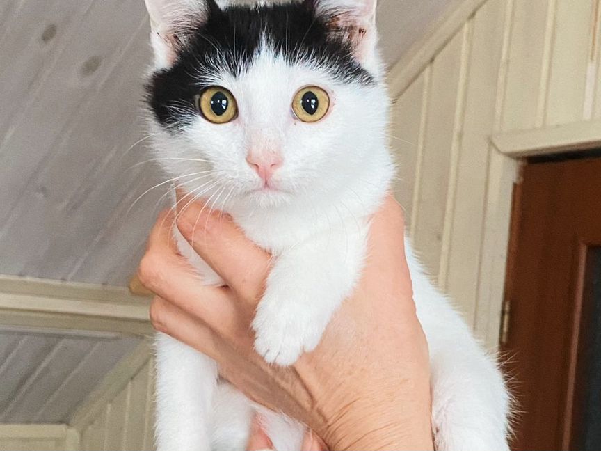 Ласковый малыш котёнок мальчик 4 мес