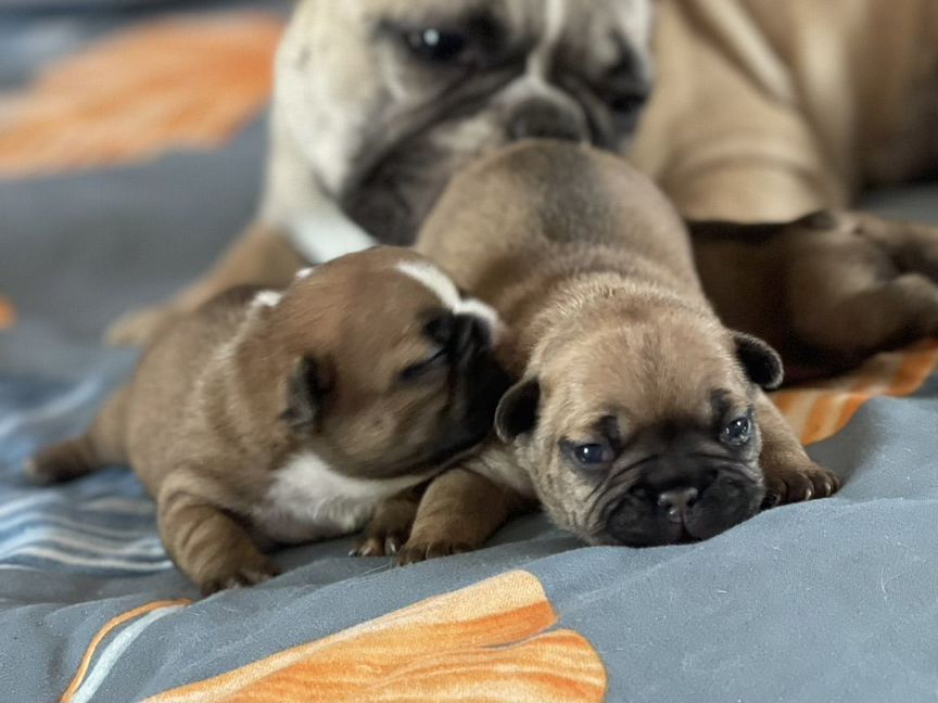 Щенки французского будьдога