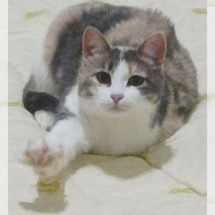 Взрослая, кошка в добрые руки