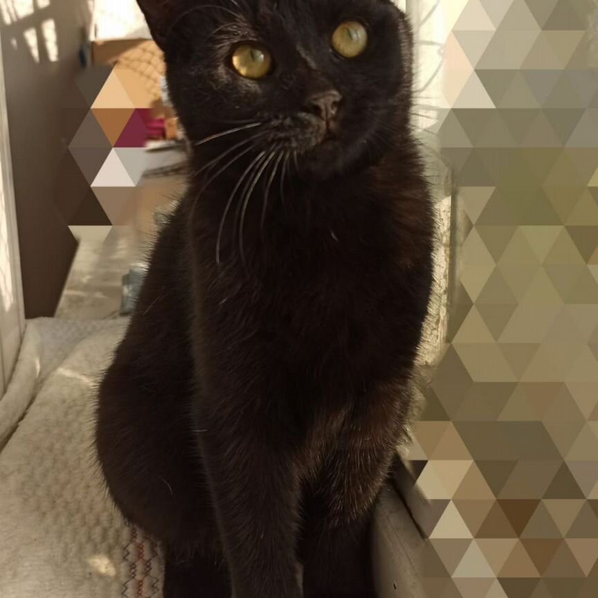 Отдам бесплатнов хорошие руки