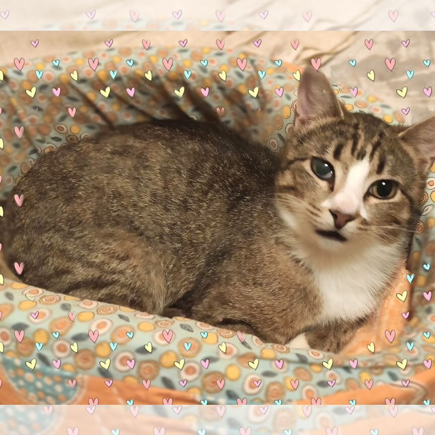 Кошечка для дома и души