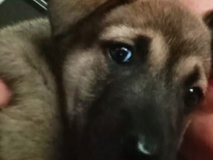 Щенок немецкой овчарки