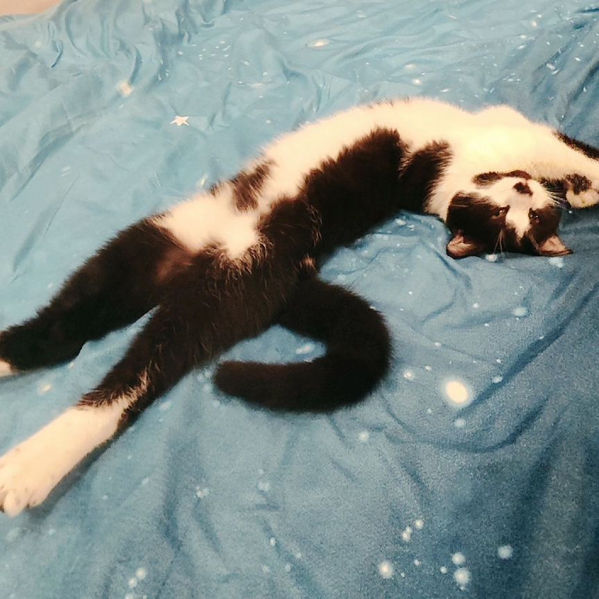 Мегаласковый котёнок Вжик, кастрирован, 8 месяцев