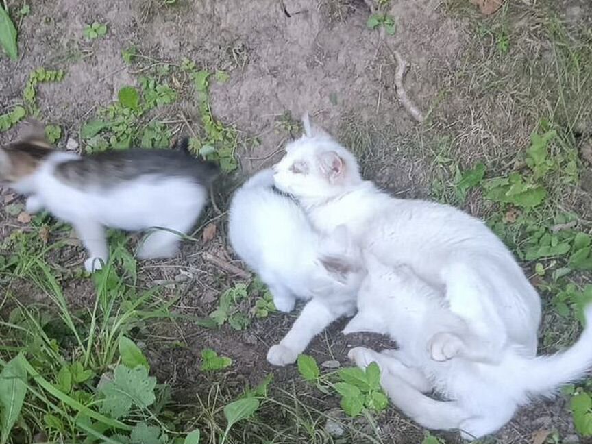 Котята в добрые руки