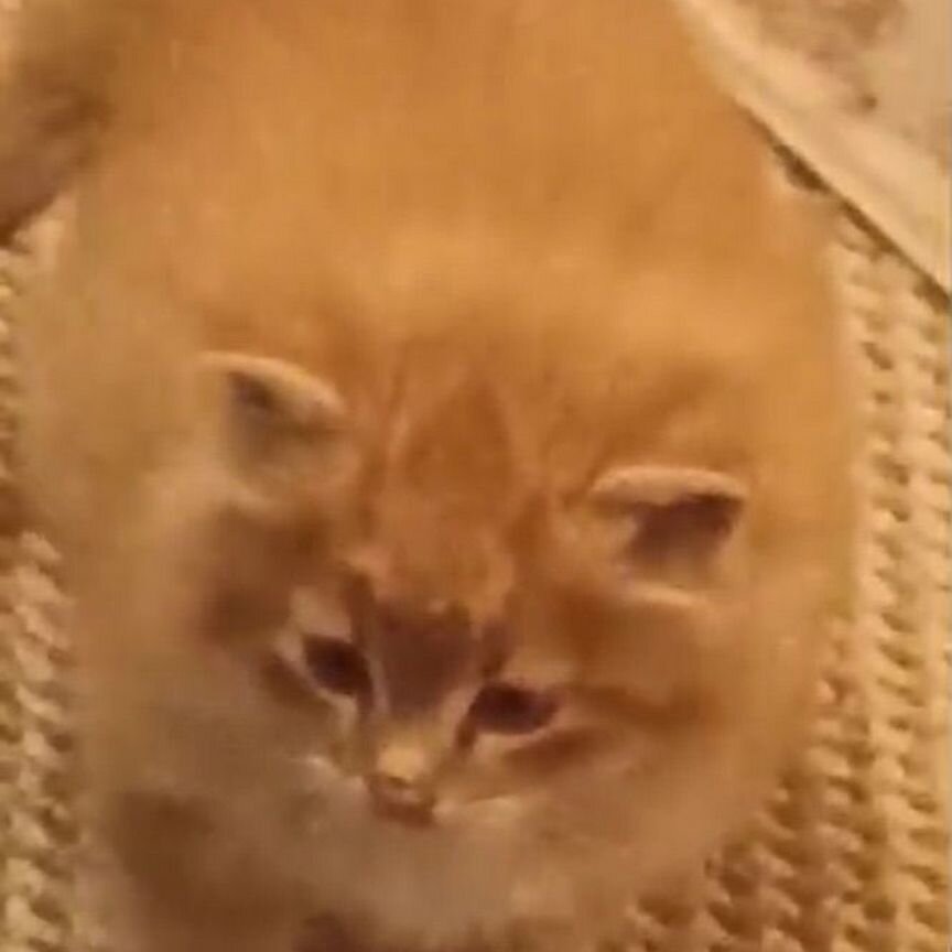 Котята в добрые руки даром