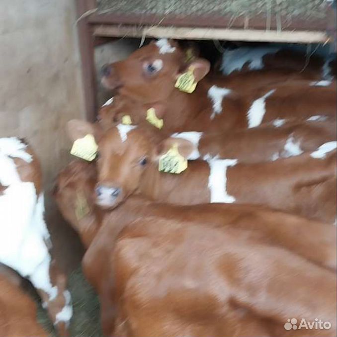 Телята бычки сементалы