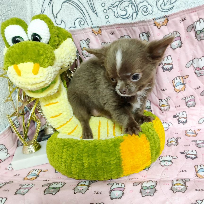 Мими мишки чихуахуа