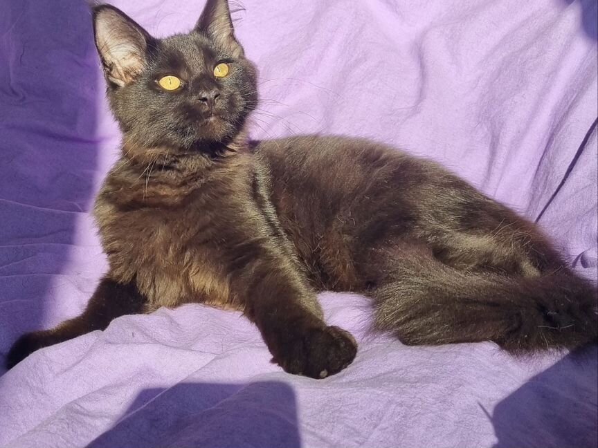 Котенок мейн-кун черный дым