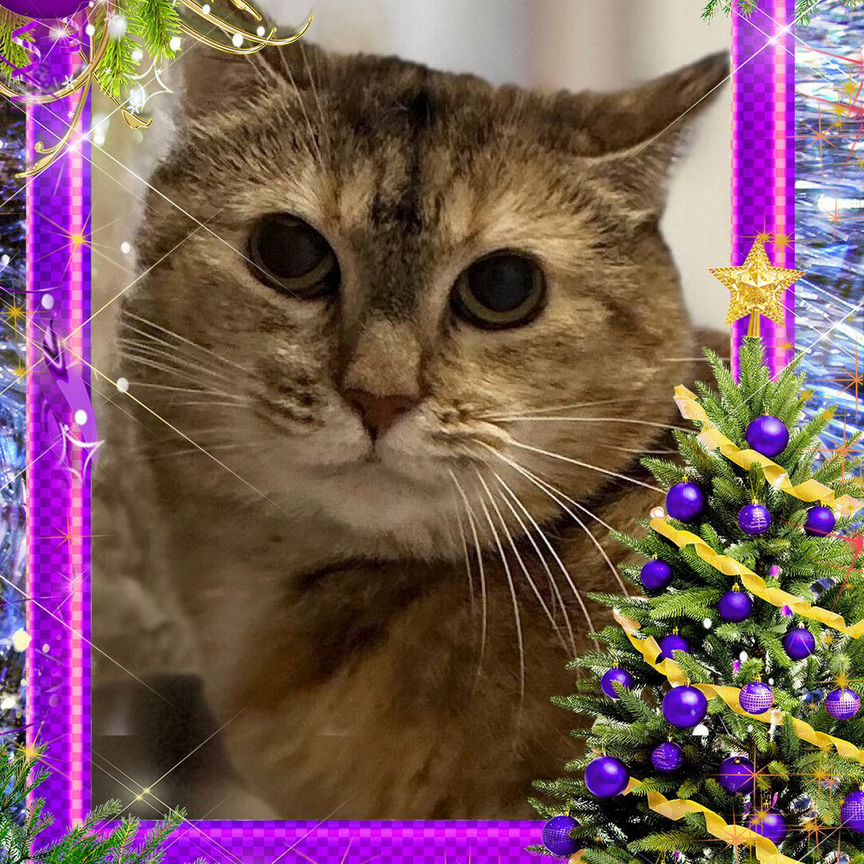 Европейская короткошёрстная, взрослая кошка