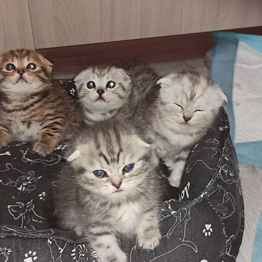 Шотландский вислоухий короткошёрстный котёнок
