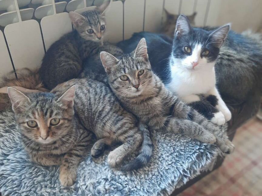 Кошки,котики,котята