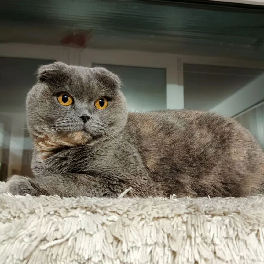 Благородная кошка Джесси