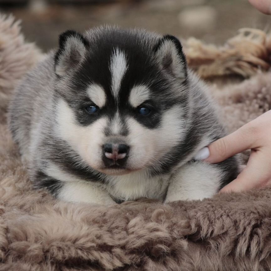Сибирский Хаски с документами