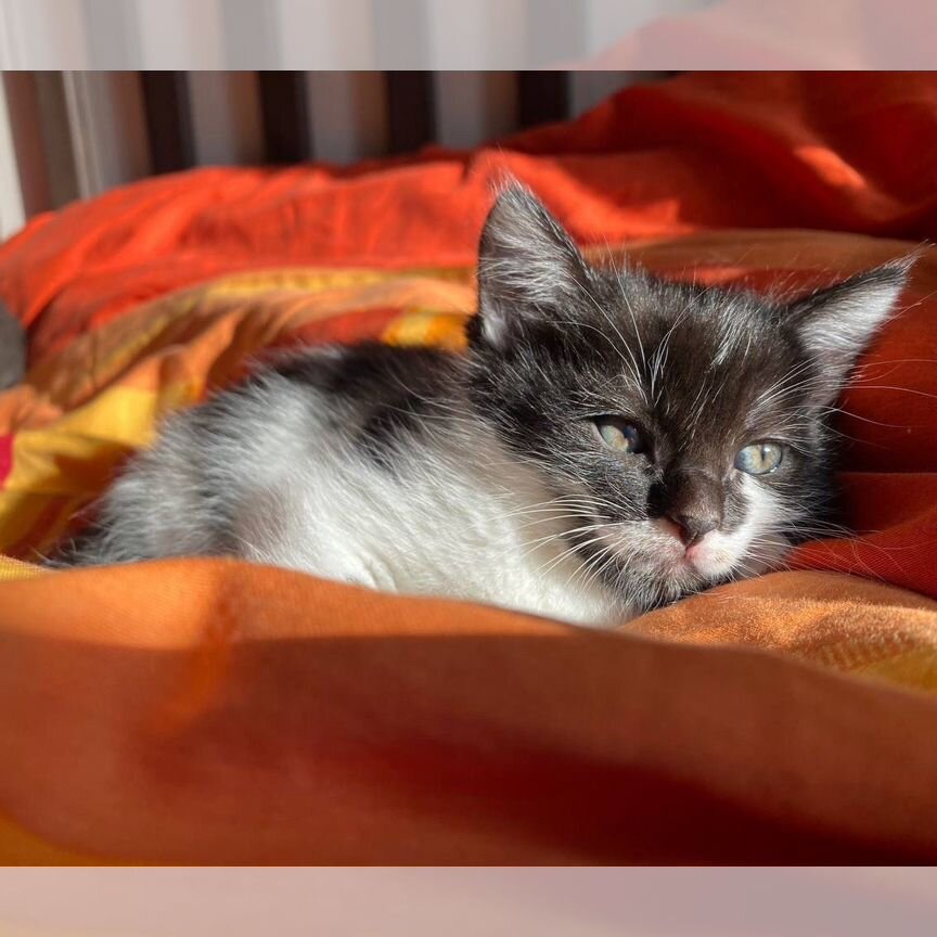 Котёнок в добрые руки