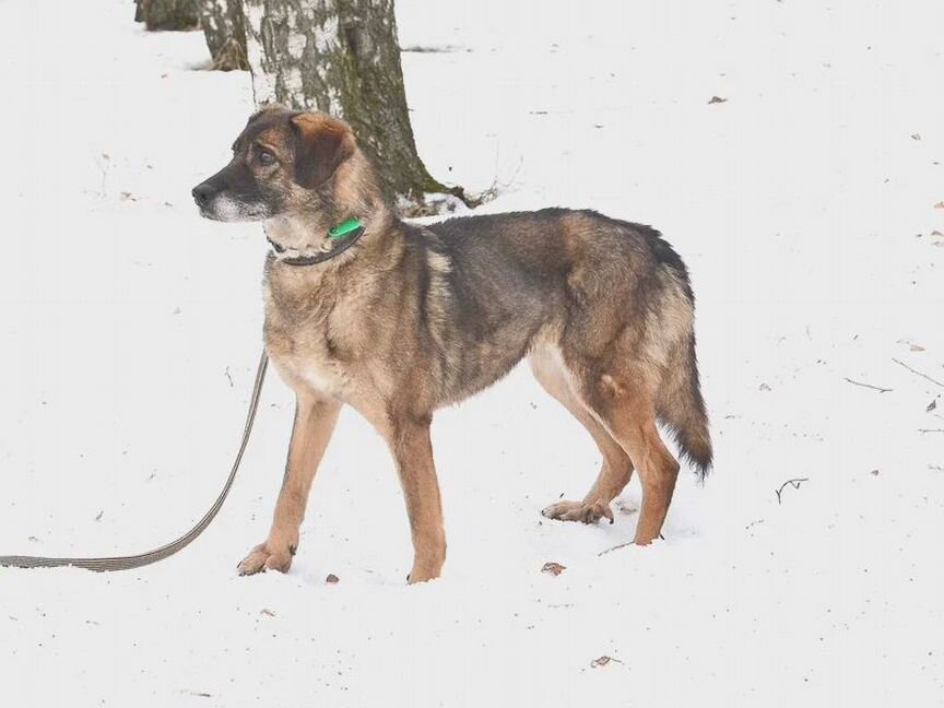 Это Дина или самая добрая собака