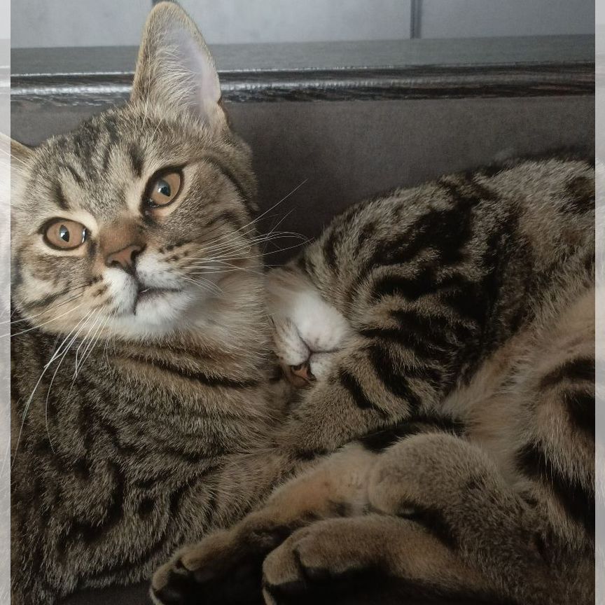 Коты парой