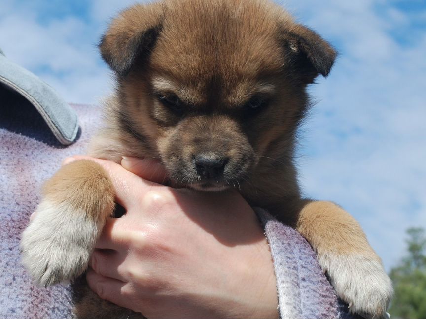 Маленькая комнатная собачка ищет хозяев