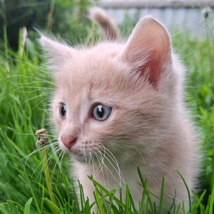 Домашние животные кошки