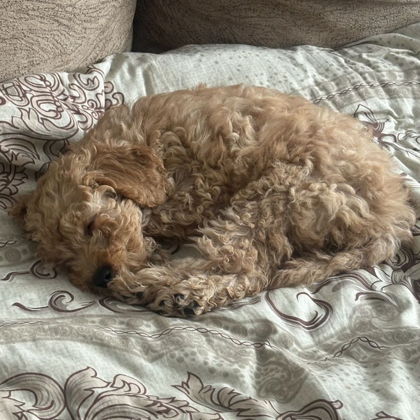 Той-пудель, щенок