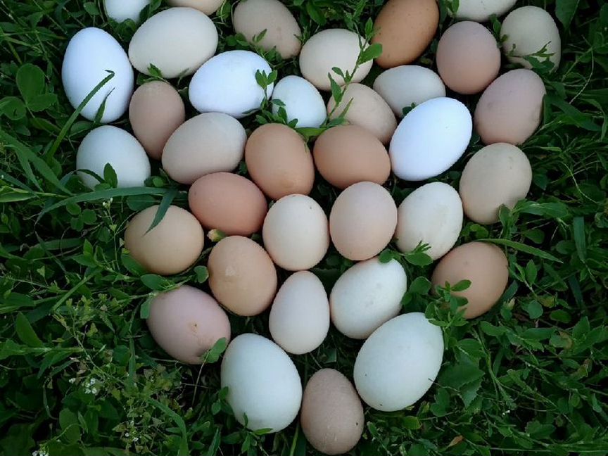 Домашние куриные яйца