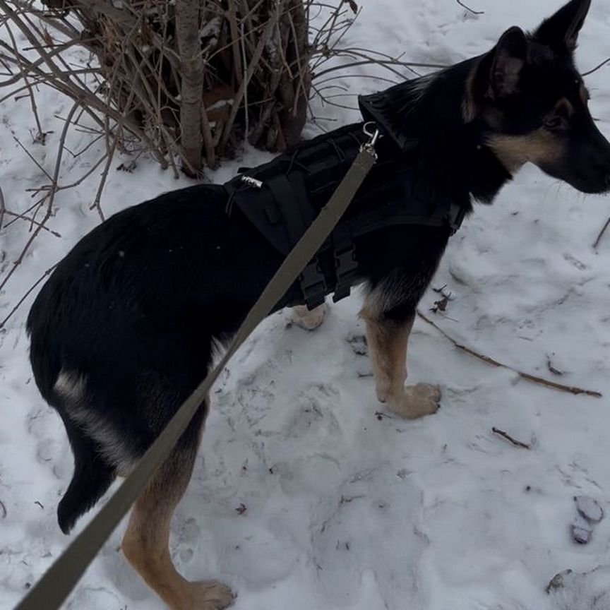 Немецкая овчарка, щенок