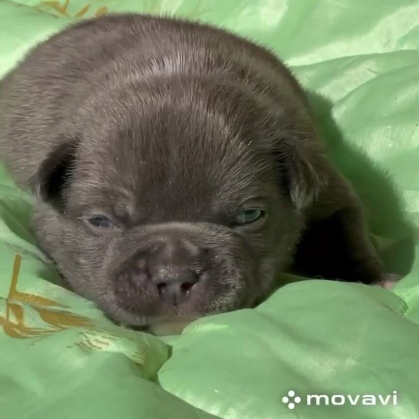 Американский булли стандарт / классик