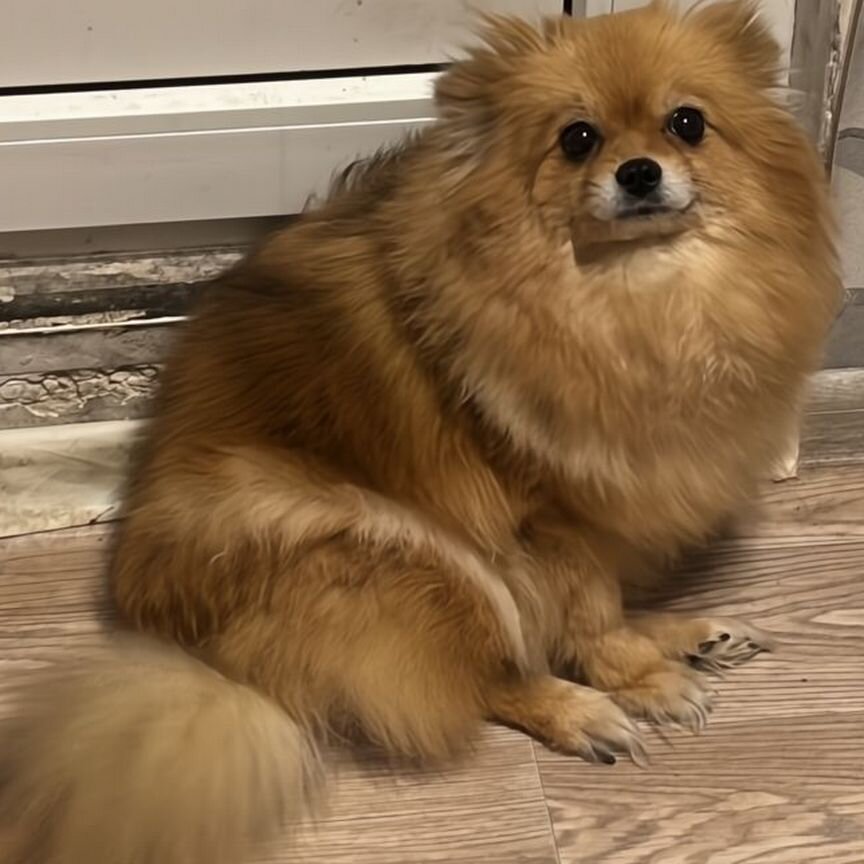 Померанский шпиц, взрослая собака