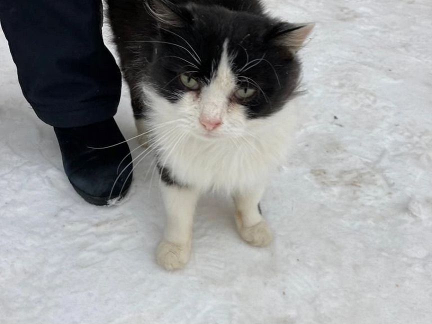 Бездомный котик ищет дом