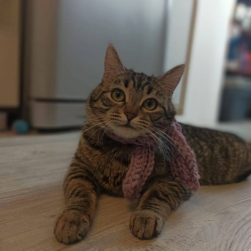 Кошка,Симба,бесплатно в добрые руки
