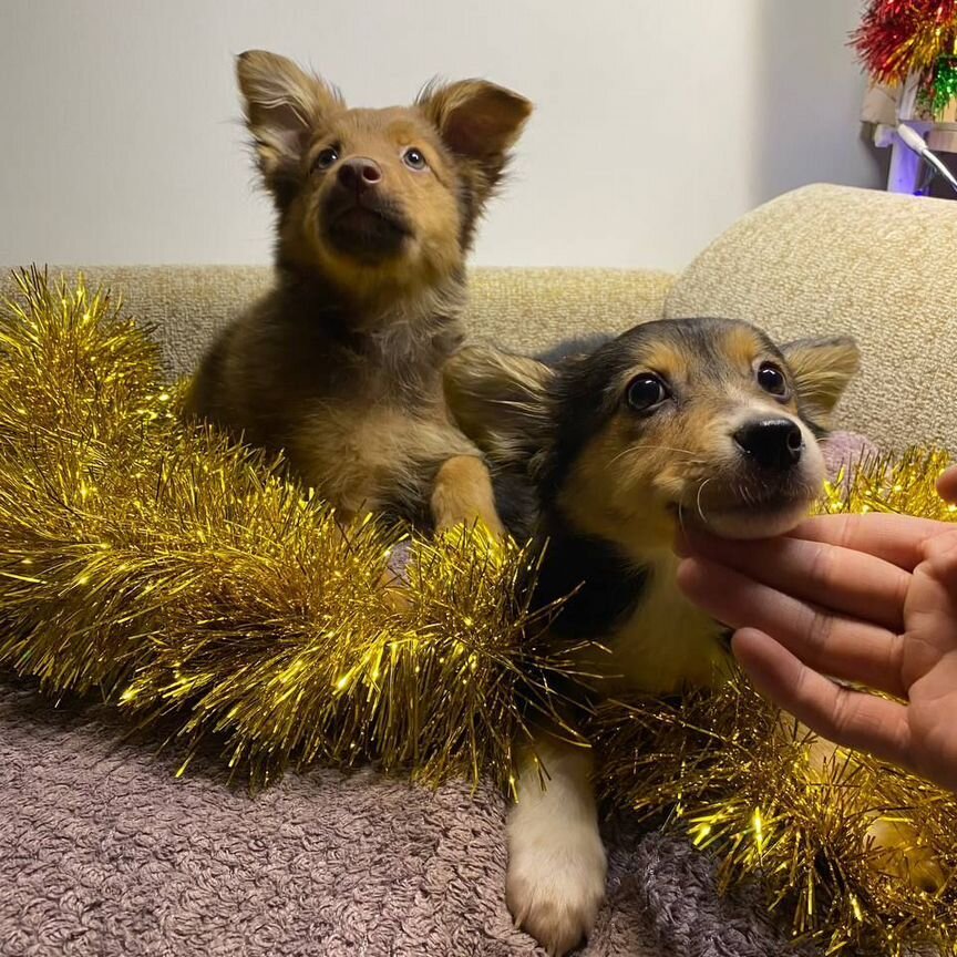 Щенок 2 месяца