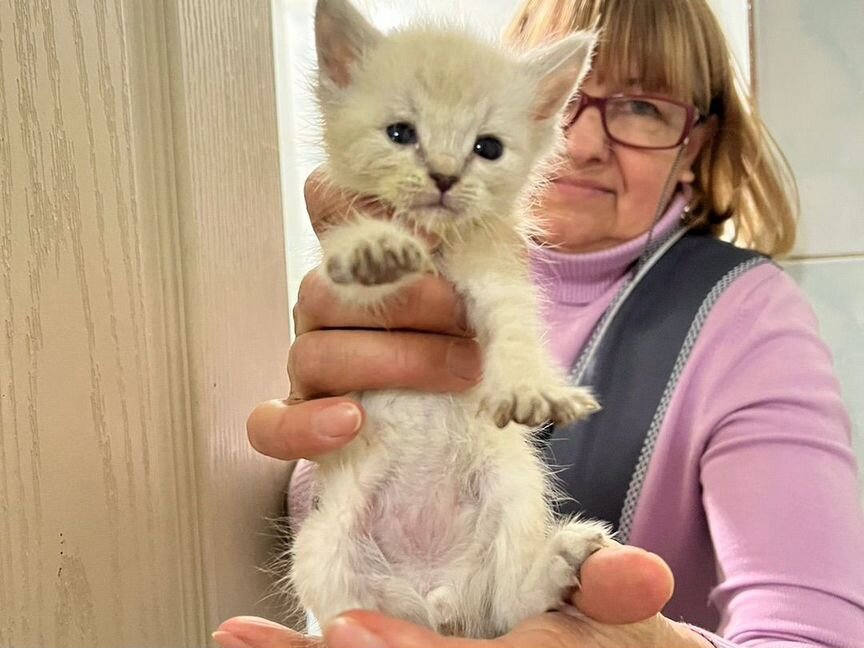 Котята в добрые руки бесплатно
