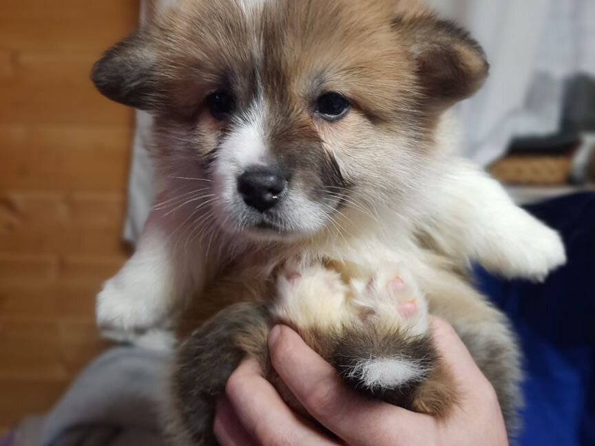 Вельш-корги пемброк