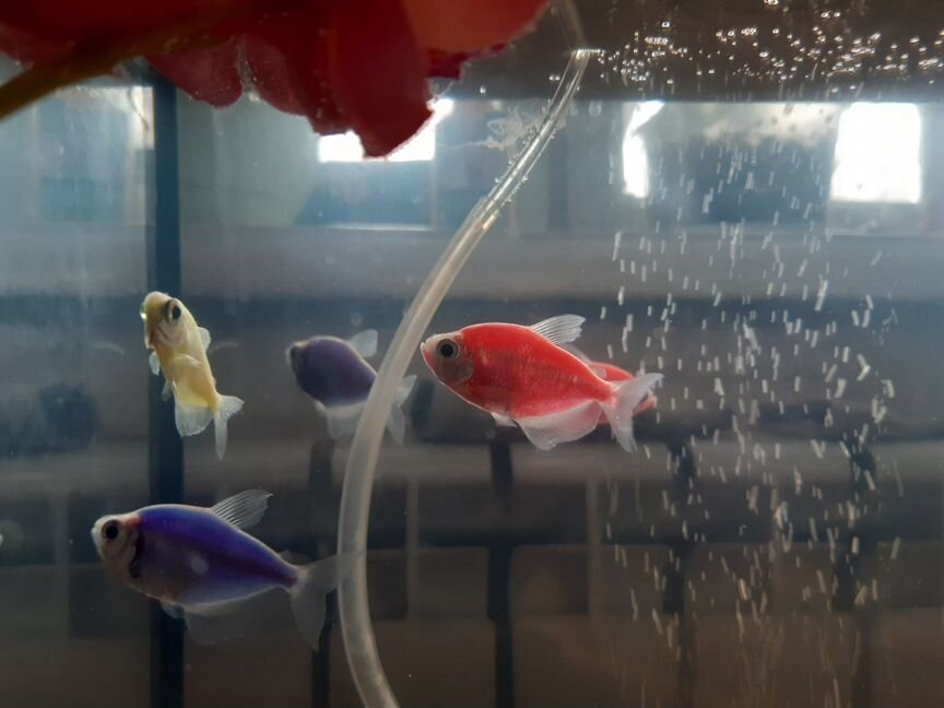 Аквариумные рыбки