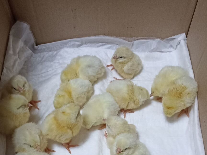 Продам цыплят несушки