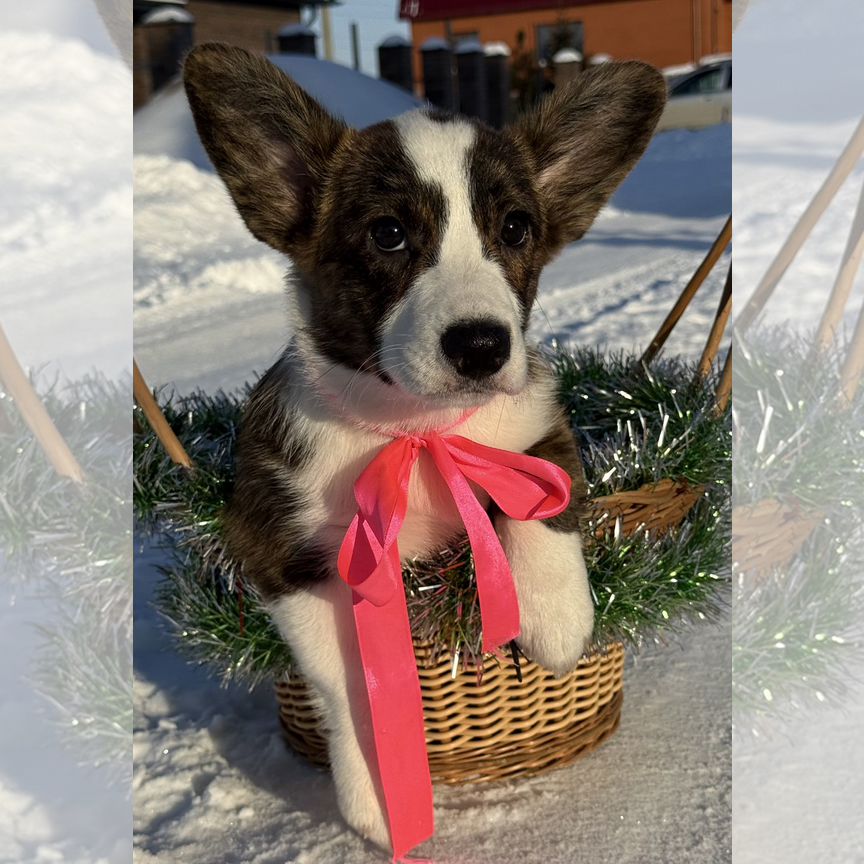 Вельш Корги Кардиган, щенок