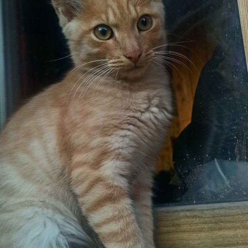 Золотой котенок