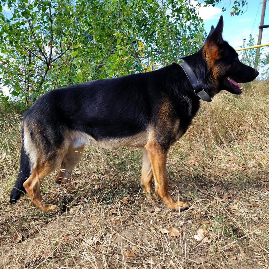 Немецкая овчарка