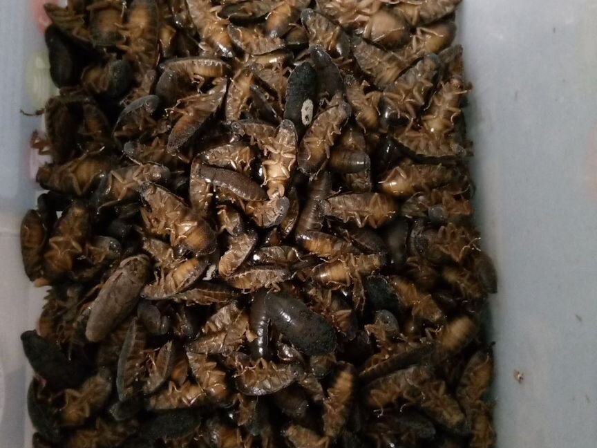 Тараканы заморозка